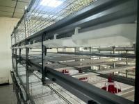 China Hot Dip Galvanized Automatic Broiler Cage 216 288 384 Birds/Unit For Poultry Farm for sale