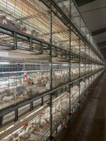 China Hot Dip Galvanized Automatic Broiler Cage 216 288 384 Birds/Unit For Poultry Farm for sale