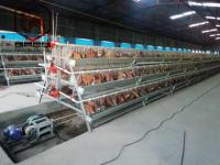 China Custom Multi Tier A Type Layer Cage Strong Structural Poultry Living Egg Layer Cages for sale