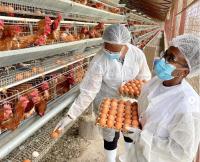 China Q235 Steel Battery Poultry Farm Layer Cage 3 Tiers 4 Tiers A Type Chicken Cage System for sale