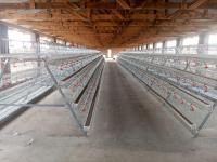 China Q235 Steel Battery Poultry Farm Layer Cage 3 Tiers 4 Tiers A Type Chicken Cage System for sale