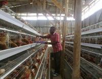 China Customized Size Poultry Chicken Layer Cages Eco Friendly For Sustainable Farming for sale