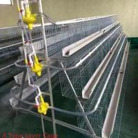 China Poultry Farming Hot Dipped Galvanized Layer Cage A Type With Feeding Drinking System for sale