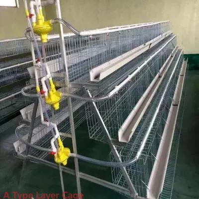 China Poultry Farming Hot Dipped Galvanized Layer Cage A Type With Feeding Drinking System for sale