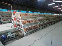 China A Frame Multi Level Layer Cage System Galvanized Steel Livestock Cage Farming Solutions for sale