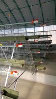 China Poultry Equipment Automatic Egg Chicken Cage Battery Layer Chicken Cage A Type for sale