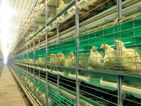 China Hot Dipped Galvanized Poultry Layer Cage System H Frame 180 240 300 360 Birds/Unit for sale