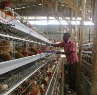 China Customized Color Layer Cage System A Type Chicken Layer Battery Cage Long Lifespan for sale