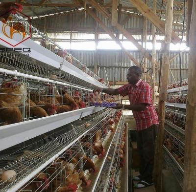China Customized Color Layer Cage System A Type Chicken Layer Battery Cage Long Lifespan for sale