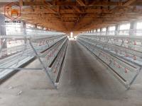 China Customized Color Layer Cage System A Type Chicken Layer Battery Cage Long Lifespan for sale