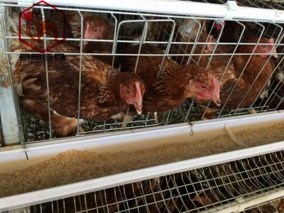 China High Capacity Chicken Layer Cage Hot Dipped Galvanized H Type Poultry Cage for sale