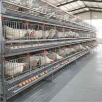 China Poultry Farming Automated Layer Cages Heavy Duty H Type Battery Cage Galvanized Structure for sale