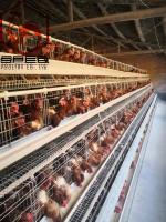 China H Type Layer Chicken Cage Poultry Farming Equipment Large Capacity 3 4 5 6 8 Tiers for sale