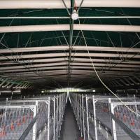 China H Type Layer Cage System High Space Utilization Chicken Laying Cage For Farming for sale