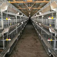 China Labor Saving Poultry Layer Cage H Type Battery Cage System With Automatic Egg Collection for sale
