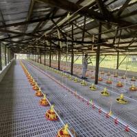 China Plastic Automatic Poultry Slatted Floor White Color For Broiler Chicken Farms for sale