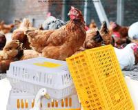 China Rectangular Grid Stackable Poultry Carrier Crate Recyclable Chicken Shipping Crates for sale