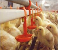 China Poultry Farm Chicken Equipment Feeder Drinker Ventilation Fan for Broiler for sale