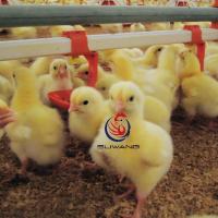China Smart Poultry Farm Equipment Automatic Chicken Farming Floor System Customized for sale