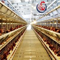 China Galvanized Frame Egg Collection Cage H Type Chicken Cage For Poultry Farms for sale