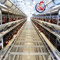 China Hot Dipped Galvanized H Type Layer Cage Stacked Design Poultry Farm Equipment for sale