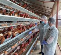 China Hot Dipped Galvanized Automatic A Type Layer Cage System 3 to 12 Tiers for Hens for sale