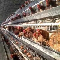 China Automatic A Type Layer Cage Hot Dip Galvanized Structure 3Tier 4 Tier for Poultry Farming for sale
