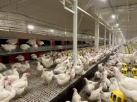 China Wear Resistant Automatic Nest Box Poultry Laying Box Corrosion Resistant Design for sale