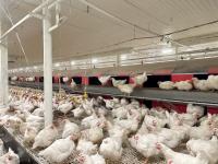 China Wear Resistant Automatic Nest Box Poultry Laying Box Corrosion Resistant Design for sale