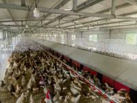 China Automatic Floor Raised Layer Breeding System For Commercial Layer Farms for sale