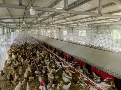 China Automatic Floor Raised Layer Breeding System For Commercial Layer Farms for sale