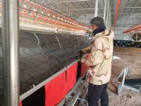 China Automatic Floor Raised Layer Breeding System For Commercial Layer Farms for sale