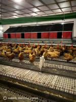 China Fully Automatic Nest Box Corrosion Resistant Layer Box for Poultry Breeding for sale