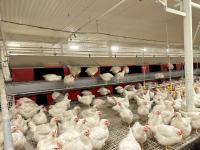 China Poultry Automatic Egg Nesting Box Anti Rust High Hen Laying Rate For Chicken Farms for sale