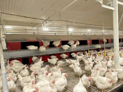 China Poultry Automatic Egg Nesting Box Anti Rust High Hen Laying Rate For Chicken Farms for sale