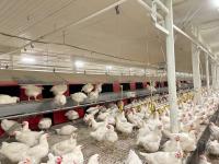 China Poultry Automatic Egg Nesting Box Anti Rust High Hen Laying Rate For Chicken Farms for sale