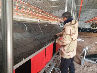 China Fully Automated Chicken Hen Nesting Box Floor Raising With Low Egg Breakage Rate for sale