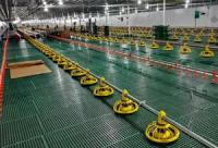 China Durable Poultry Feeding and Drinking System Engineered to Provide Nutrition and Hydration Solutions for Commercial Poultry Farms for sale