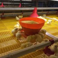 China Advanced Poultry Feeding And Drinking System Offering Performance And Easy Integration Into Existing Poultry Farm Infrastructure for sale