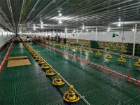 China Resource Management Poultry Feeding and Drinking System That Helps Reduce Feed Waste and Water Consumption in Poultry Farms for sale