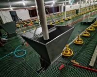China Resource Management Poultry Feeding and Drinking System That Helps Reduce Feed Waste and Water Consumption in Poultry Farms for sale
