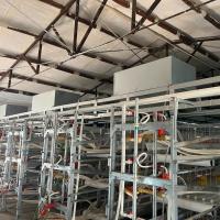China Low Cost High Quality Automatic H Type Hot Dipped Galvanized Broiler Cage for Poultry Farming for sale