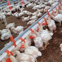 China Smart Automatic Nipple Watering System for Livestock Care for sale