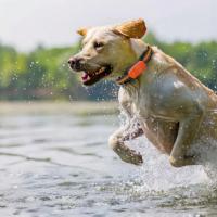China Rechargeable Pet Smart GPS Tracker Waterproof IP67 Tracking Device For Cats And Dogs for sale