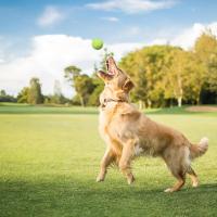 China Automatic Pet Tennis Ball Launcher Interactive Dog Toy with 3-Stage Distance Control USB Rechargeable for sale