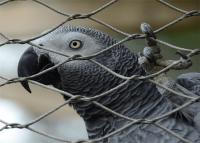 China AISI 316 Stainless Steel Aviary Mesh , Wire Rope 7x7 Metal Aviary Panels for sale
