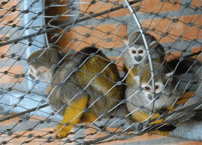 China Diamond Zoo Enclosure Mesh 60 Degree Stainless Steel 316 Woven Wire Rope Mesh for sale