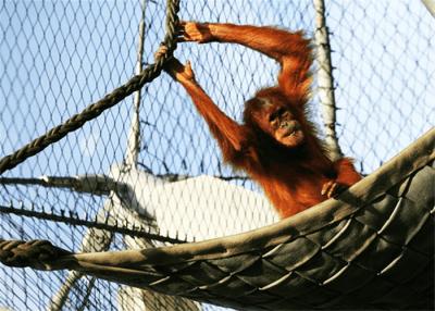China AISI Zoo Enclosure Mesh 2.5mm Custom Stainless Steel 304L Metal Animal Enclosures for sale