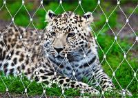 China 316L Stainless Steel Animal Zoo Enclosure Mesh Ferruled For Tiger Aviary for sale
