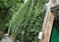 China Black Oxide Plant Trellis Netting 316L Stainless Steel Vegetable Mesh Netting CE for sale